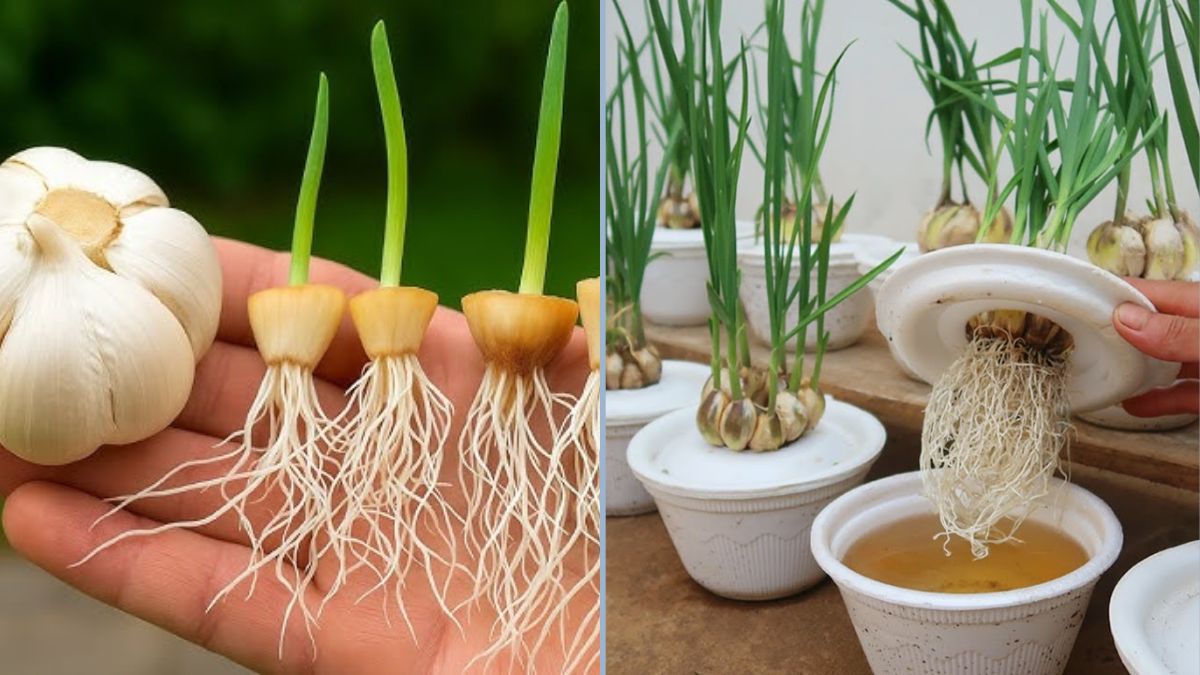 How to Grow Garlic by Planting the Base. Quick and Easy Dubbed - Cafe ...