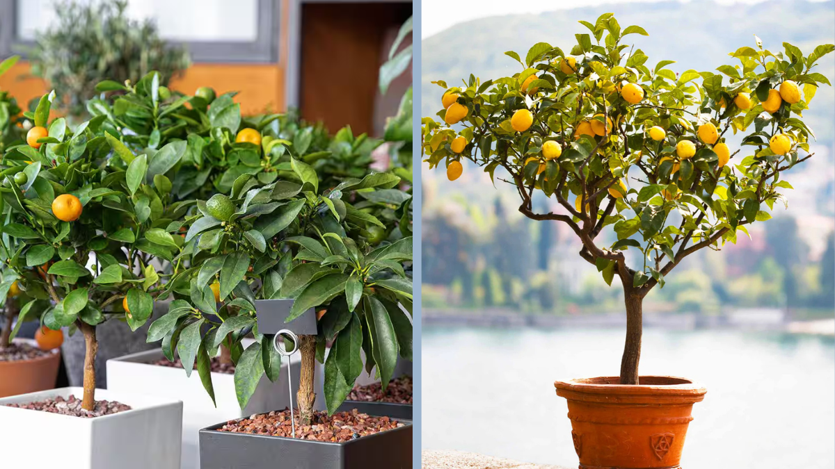 How to Grow Citrus Trees in Containers at Home - Cafe Madras